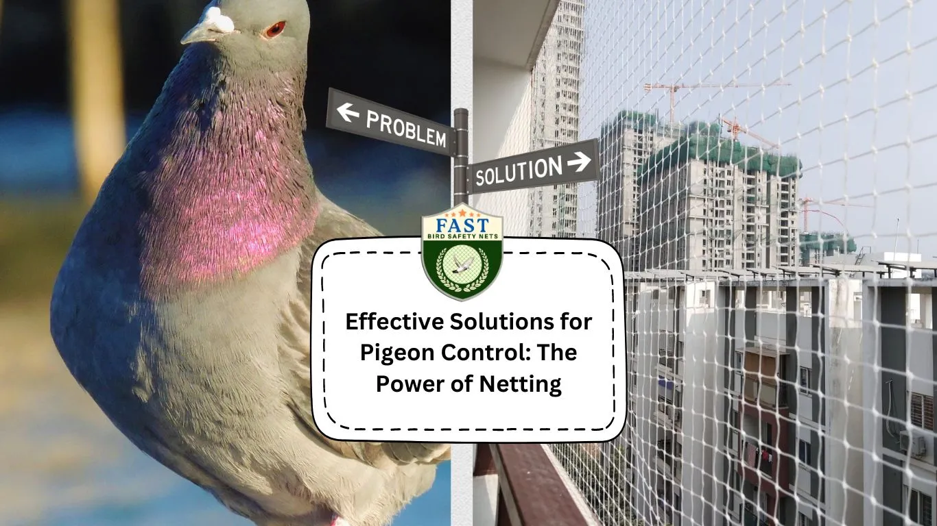 Effective Solutions for Pigeon Control: The Power of Netting - Fast ...