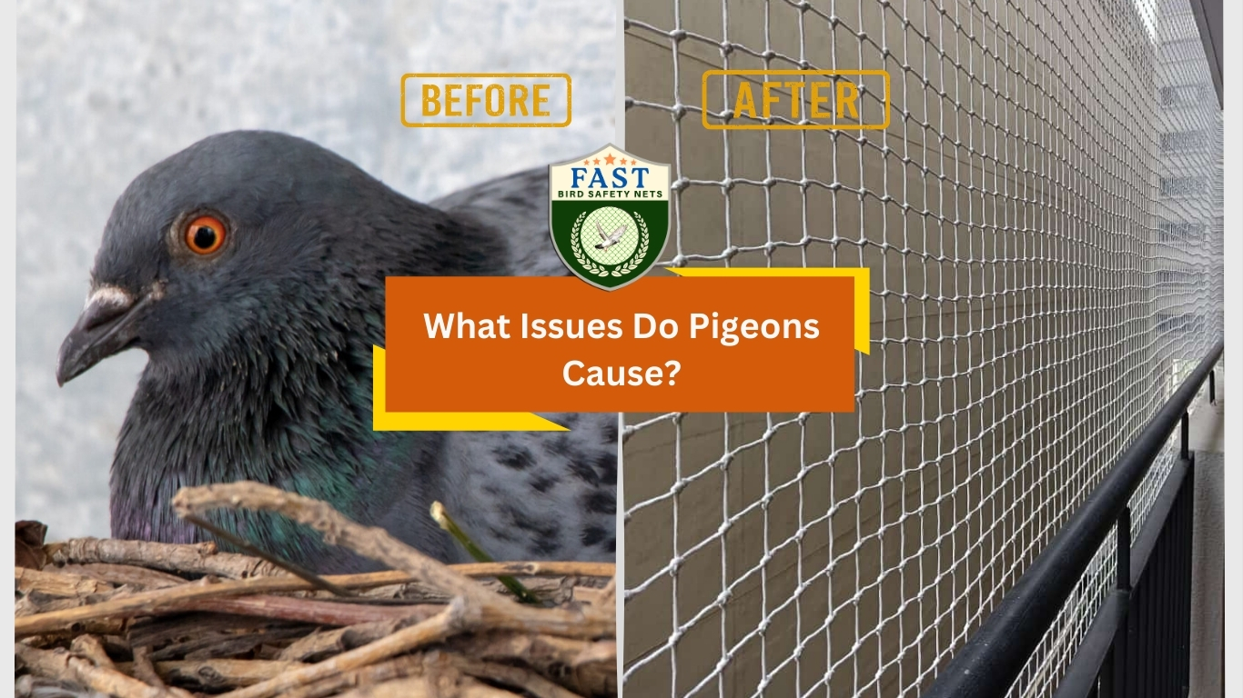 What Issues Do Pigeons Cause? - Fast Safety Nets Hyderabad -9363632161