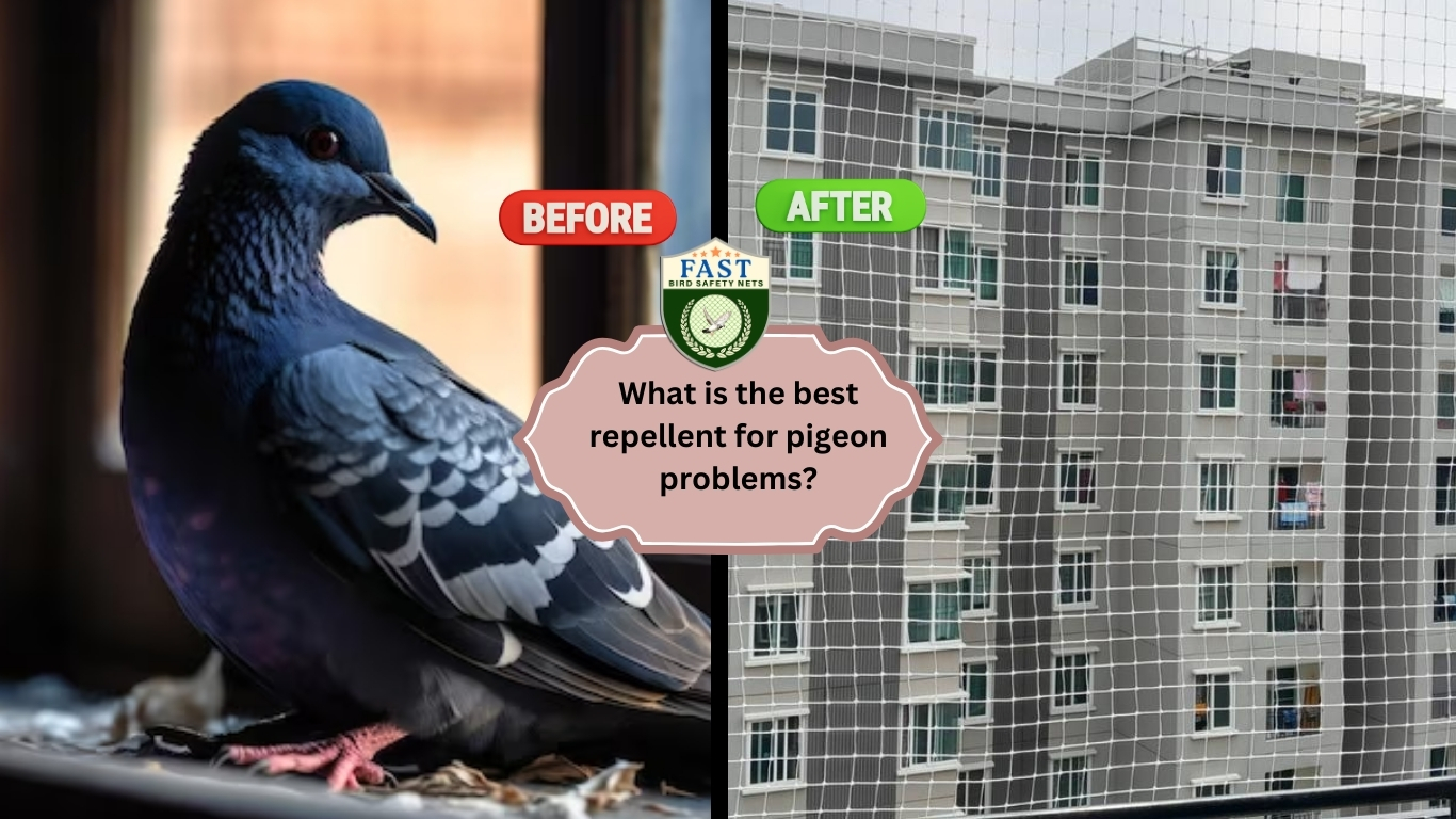 What is the Best Repellent for Pigeon Problems? - Fast Safety Nets ...