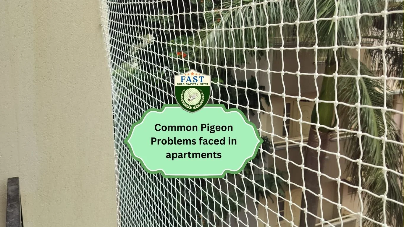 Common Pigeon Problems faced in apartments - Fast Safety Nets Hyderabad ...