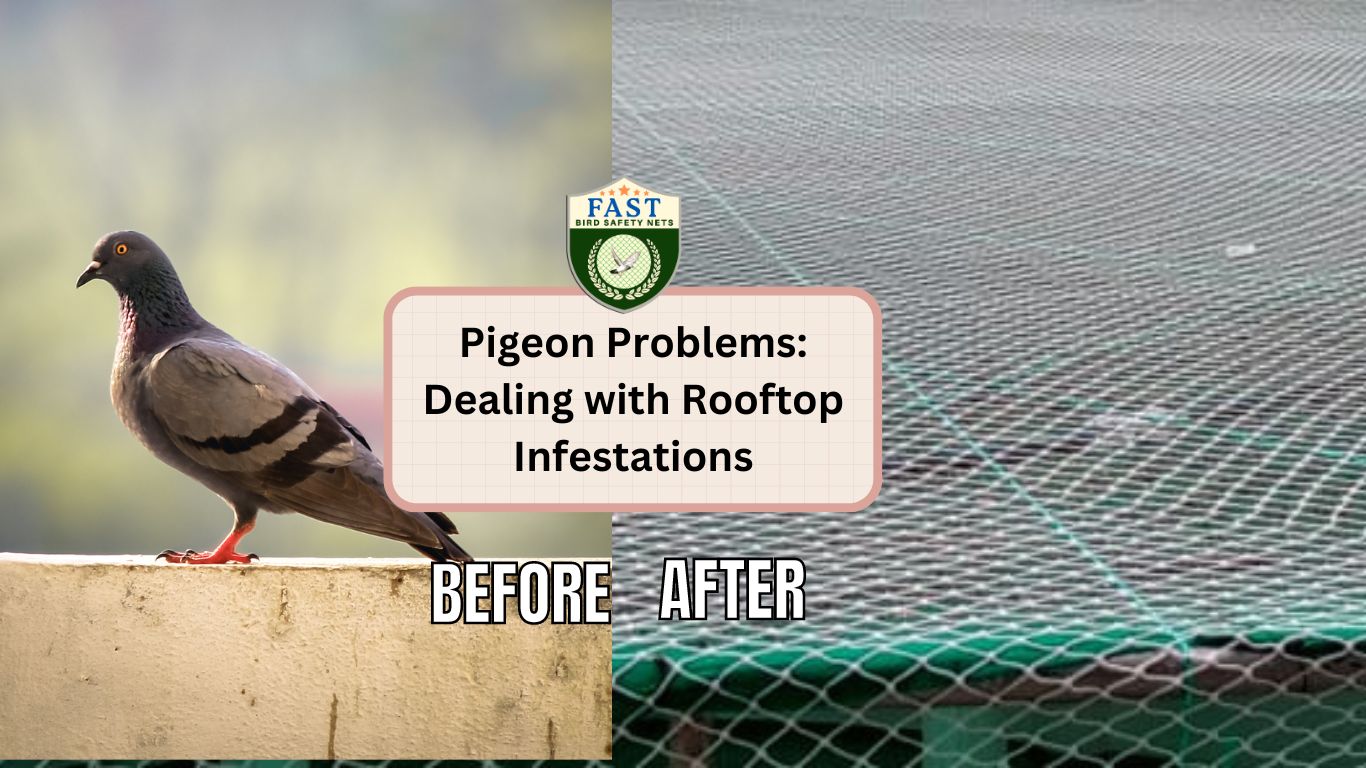 Pigeon Problems: Dealing with Rooftop Infestations - Fast Safety Nets ...