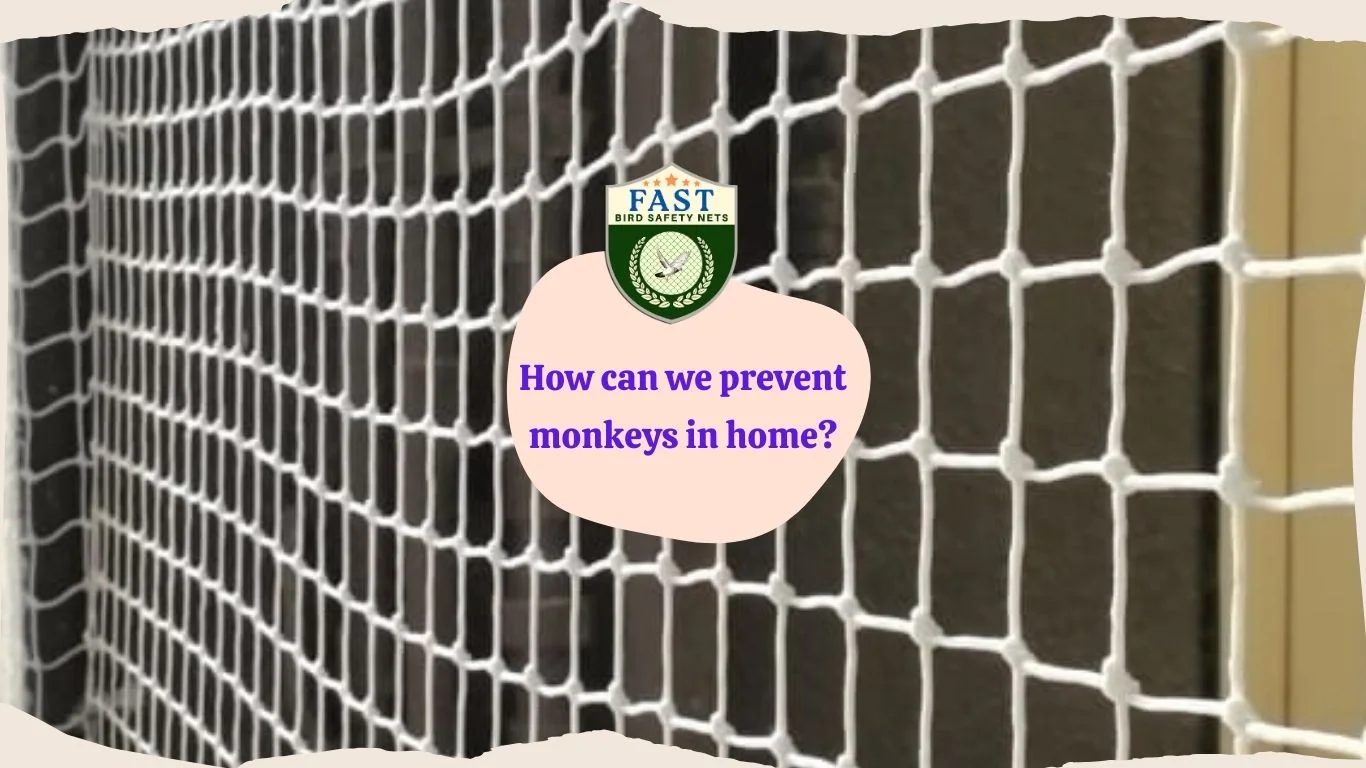 How can we prevent monkeys in home? - Fast Safety Nets Hyderabad ...