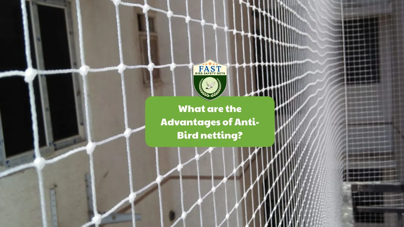 What are the Advantages of Anti-Bird netting? - Fast Safety Nets ...