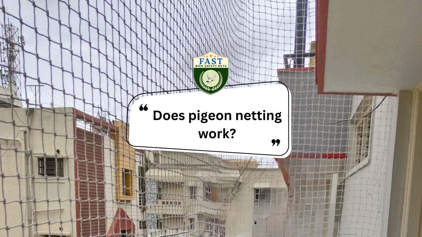 Does pigeon netting work? : Effectiveness of Pigeon Netting