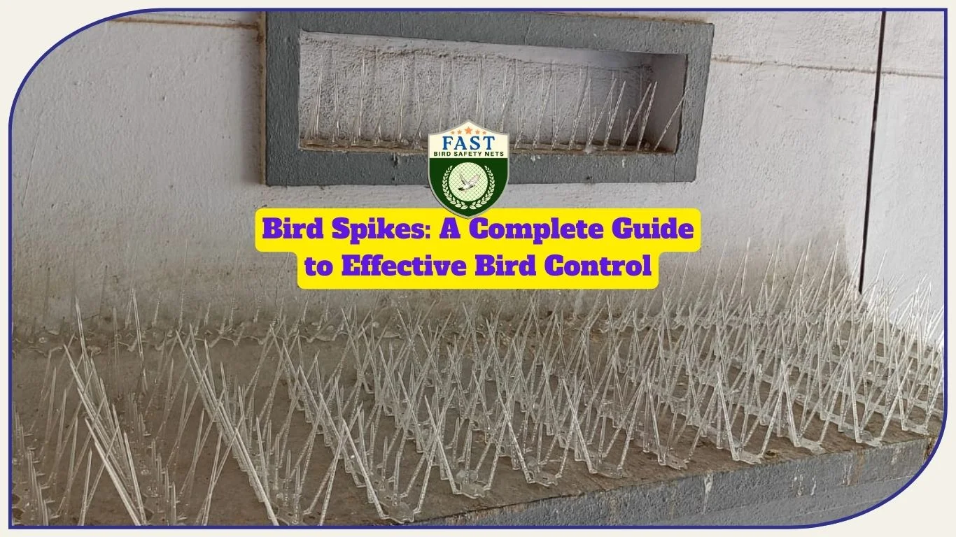 Bird Spikes: A Complete Guide to Effective Bird Control - Fast Safety ...