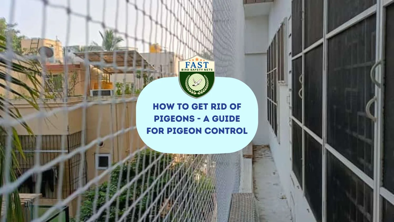 How to Get Rid of Pigeons - A Guide For Pigeon Control - Fast Safety ...