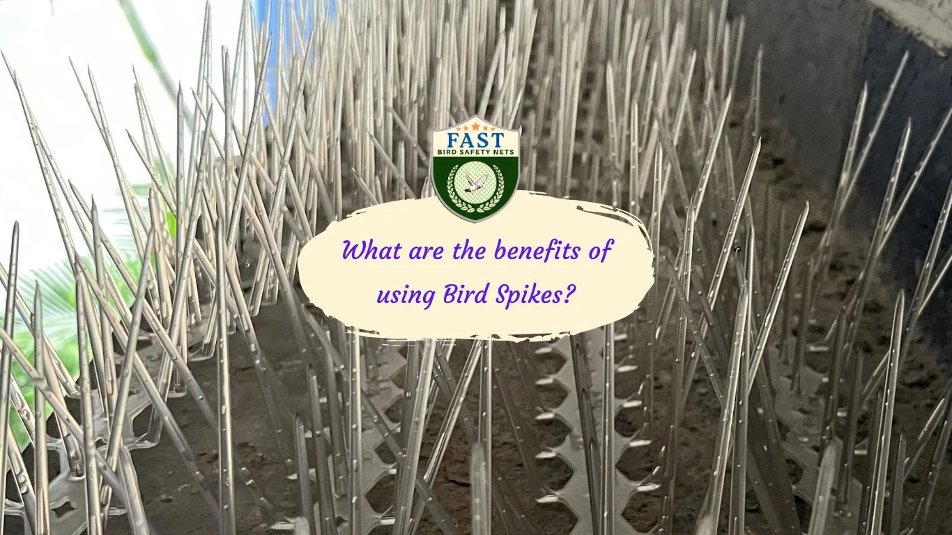 What are the benefits of using Bird Spikes? - Fast Safety Nets ...
