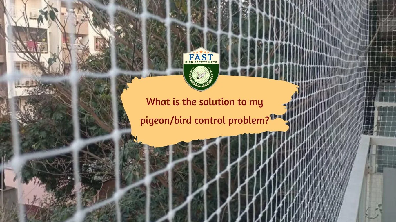What is the solution to my pigeon/bird control problem? - Fast Safety ...
