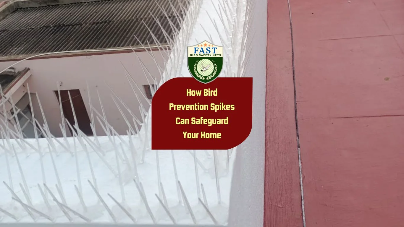 How Bird Prevention Spikes Can Safeguard Your Home - Fast Safety Nets ...