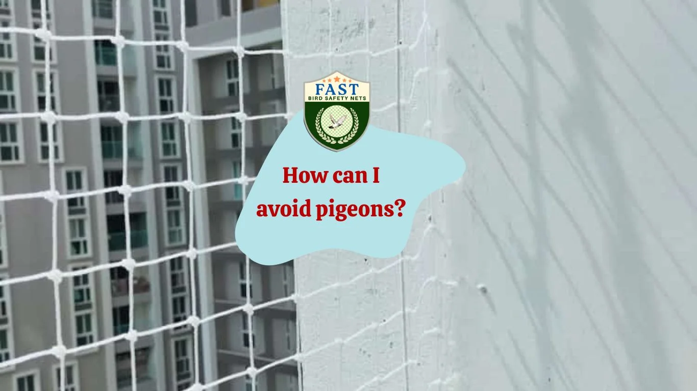 How can I avoid pigeons? - Fast Safety Nets Hyderabad -9363632161
