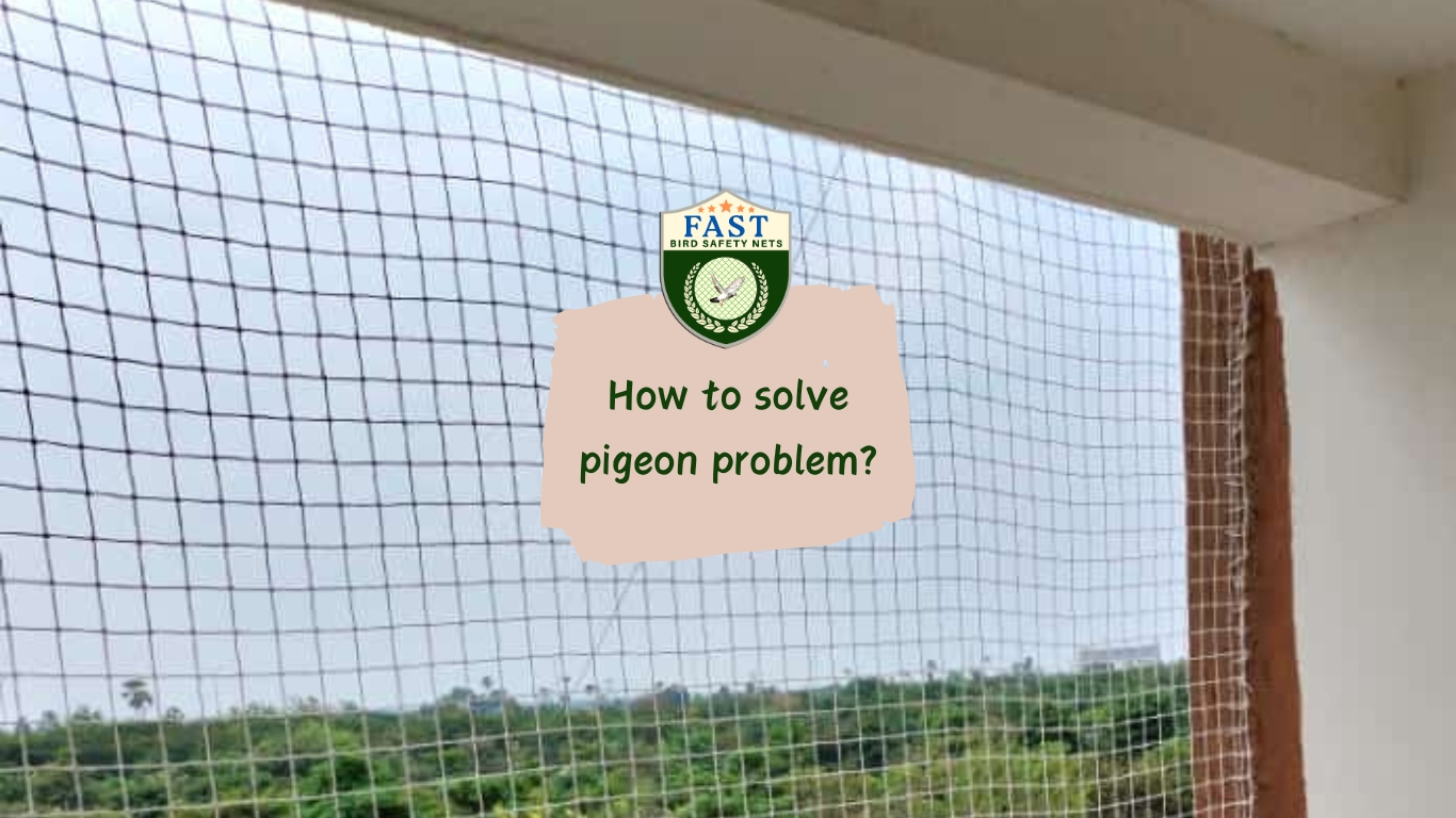 How to solve pigeon problems? - Fast Safety Nets Hyderabad -9363632161