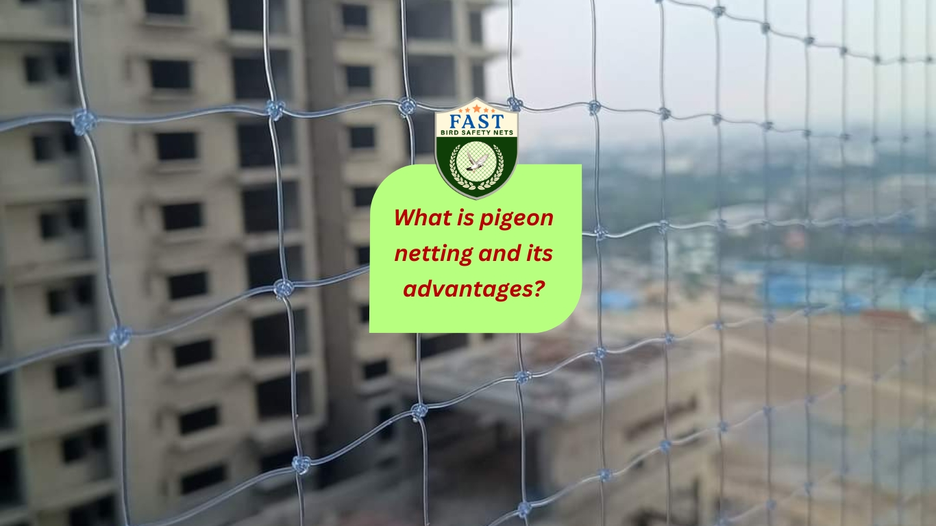What is Pigeon Netting and its advantages? - Fast Safety Nets Hyderabad ...