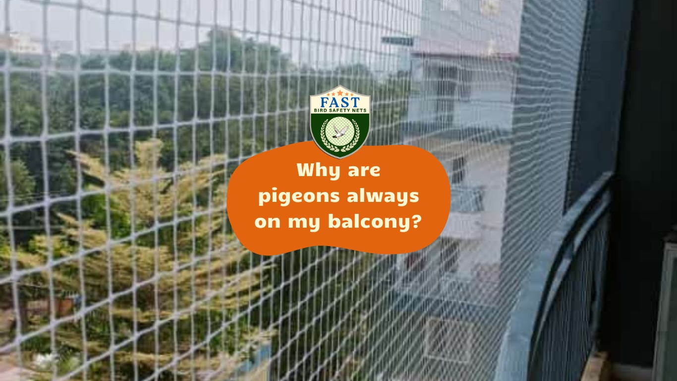 Why are pigeons always on my balcony? - Fast Safety Nets Hyderabad ...