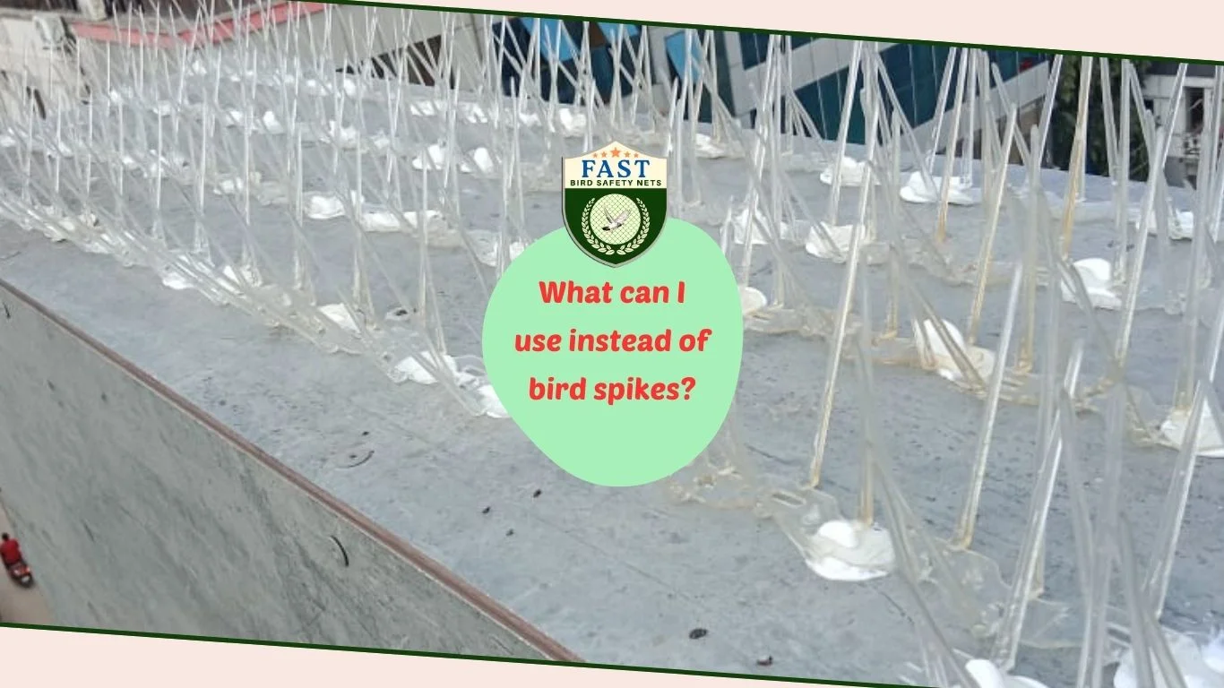 What can I use instead of bird spikes? - Fast Safety Nets Hyderabad ...