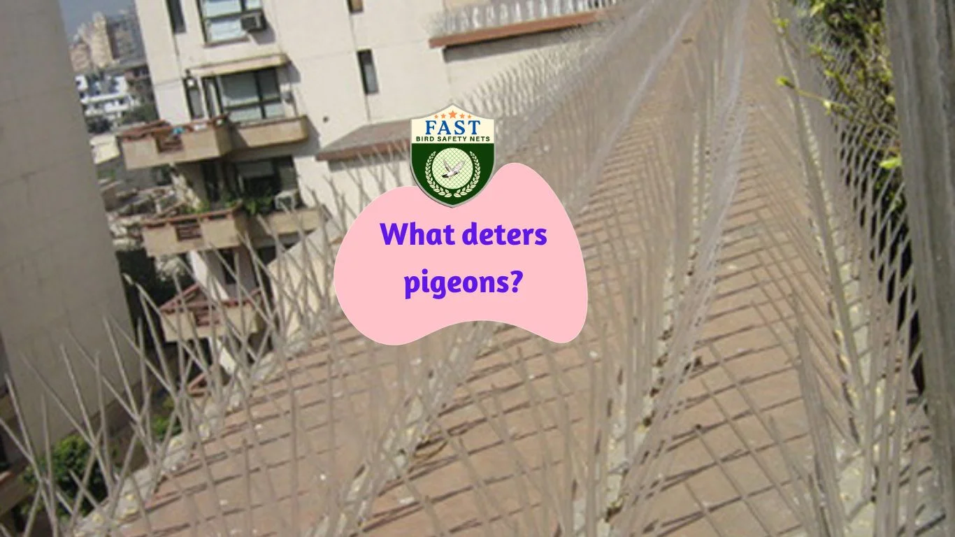What deters pigeons? - Fast Safety Nets Hyderabad -9363632161