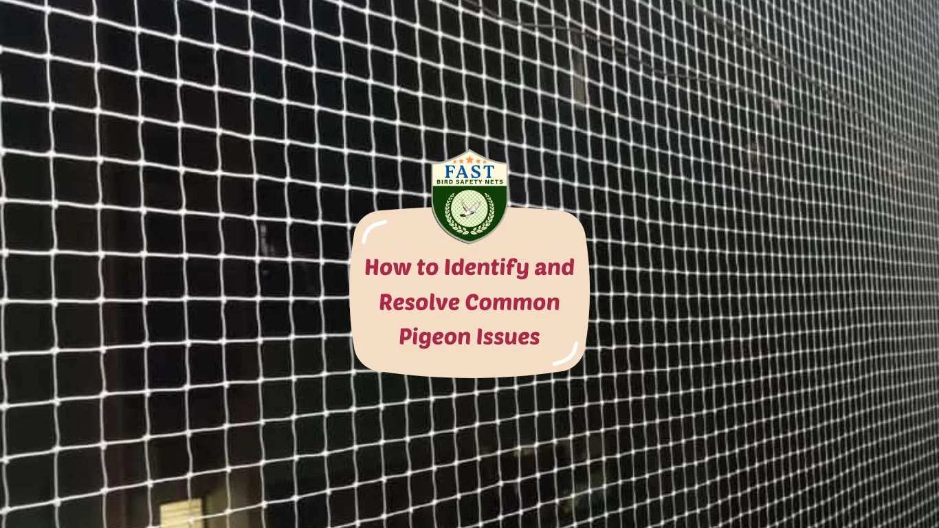 How to Identify and Resolve Common Pigeon Issues - Fast Safety Nets ...