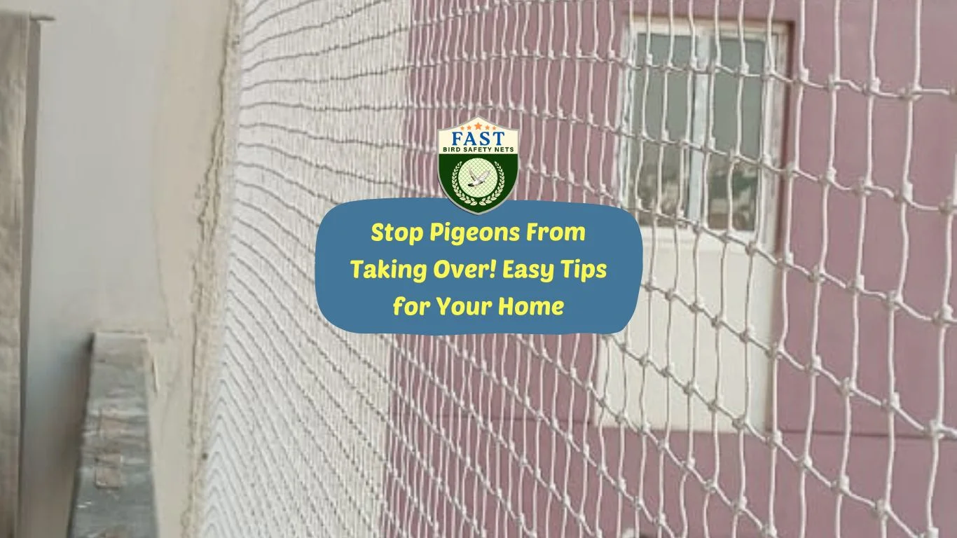 Stop Pigeons From Taking Over! Easy Tips for Your Home - Fast Safety ...