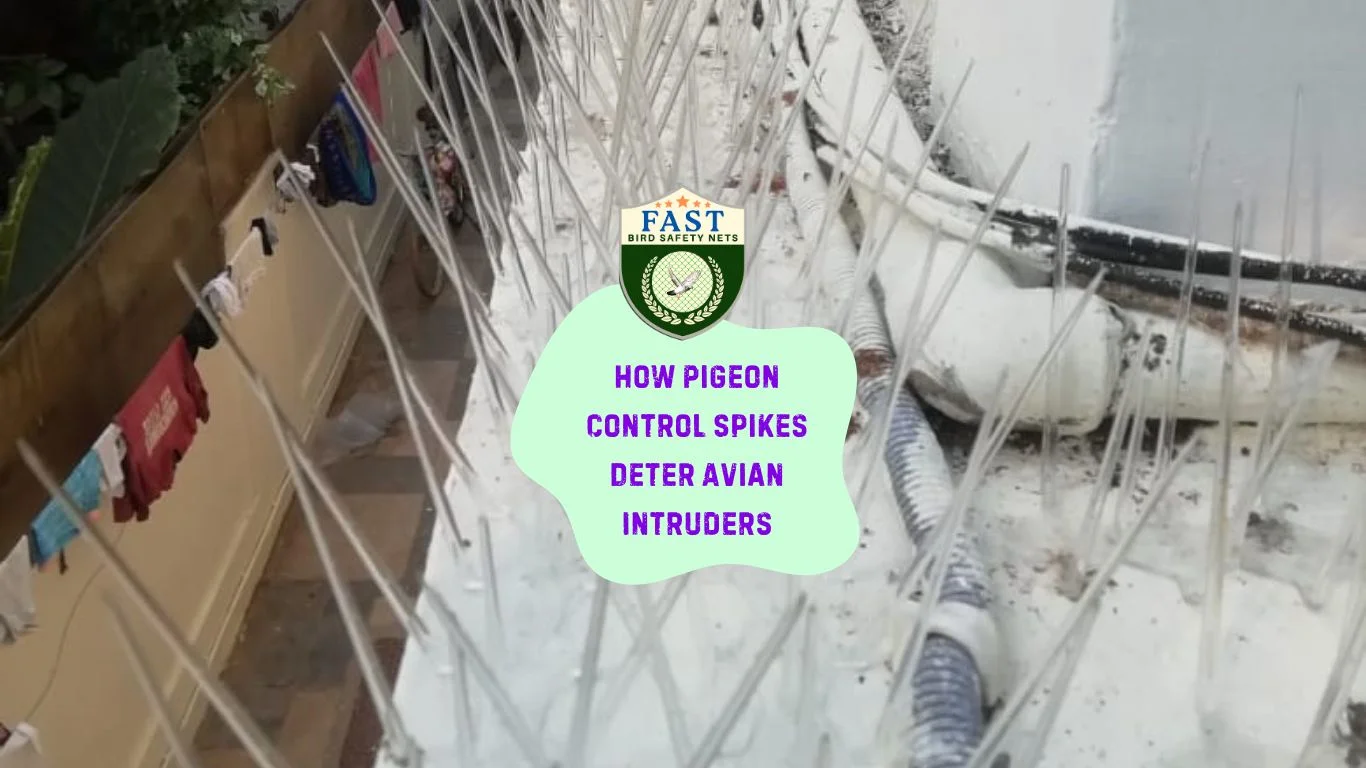 How Pigeon Control Spikes Deter Avian Intruders - Fast Safety Nets ...
