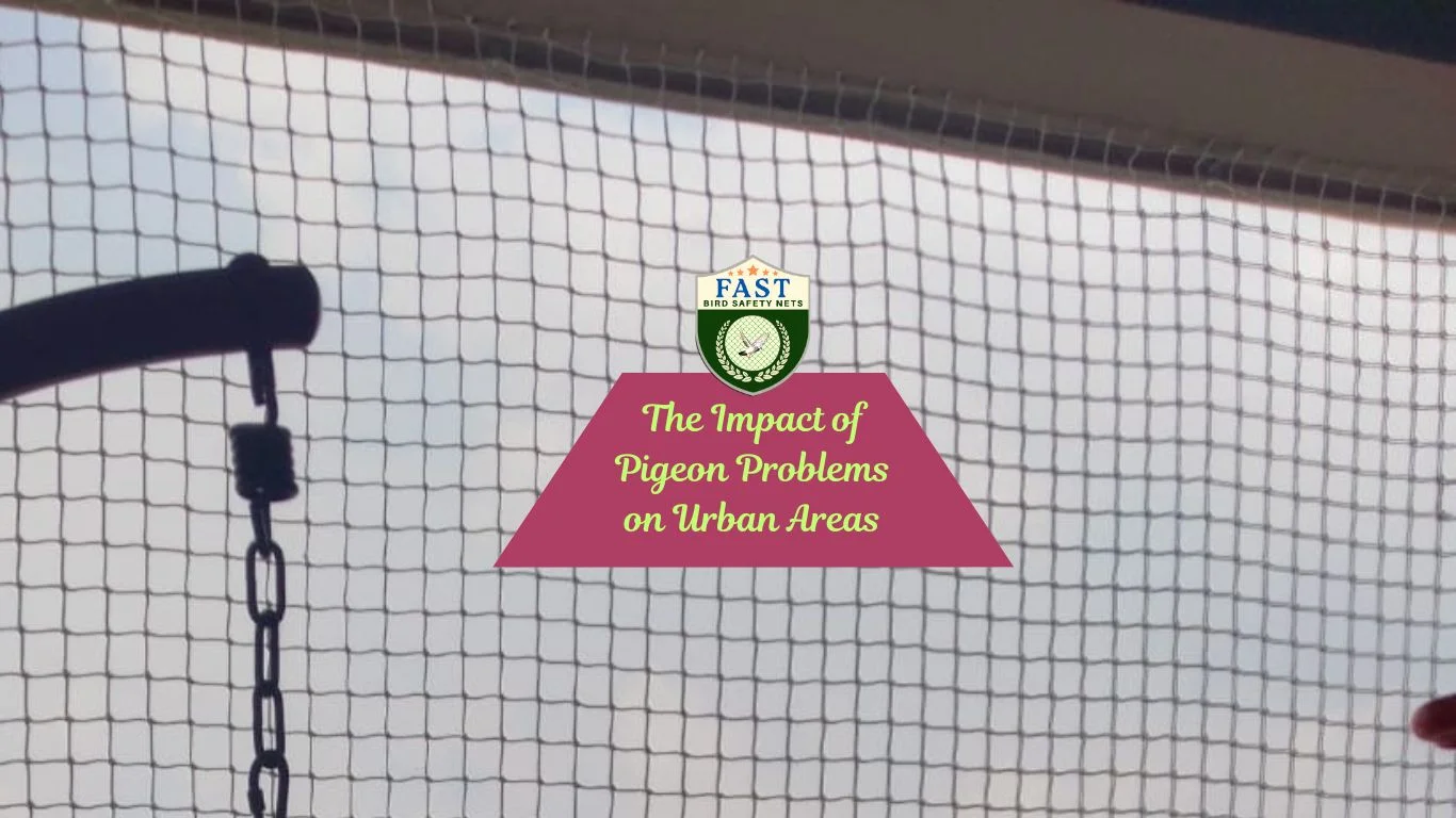 The Impact of Pigeon Problems on Urban Areas - Fast Safety Nets ...