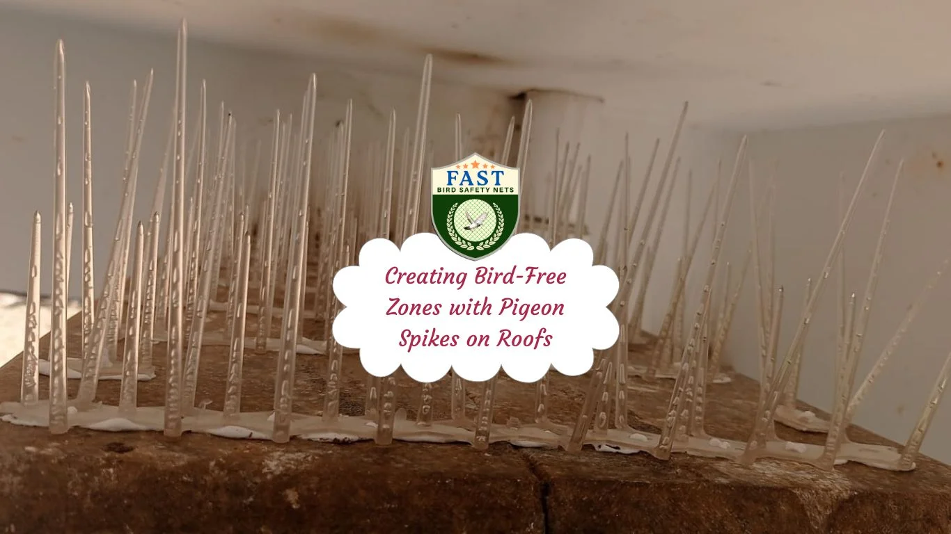Creating Bird-Free Zones with Pigeon Spikes on Roofs - Fast Safety Nets ...