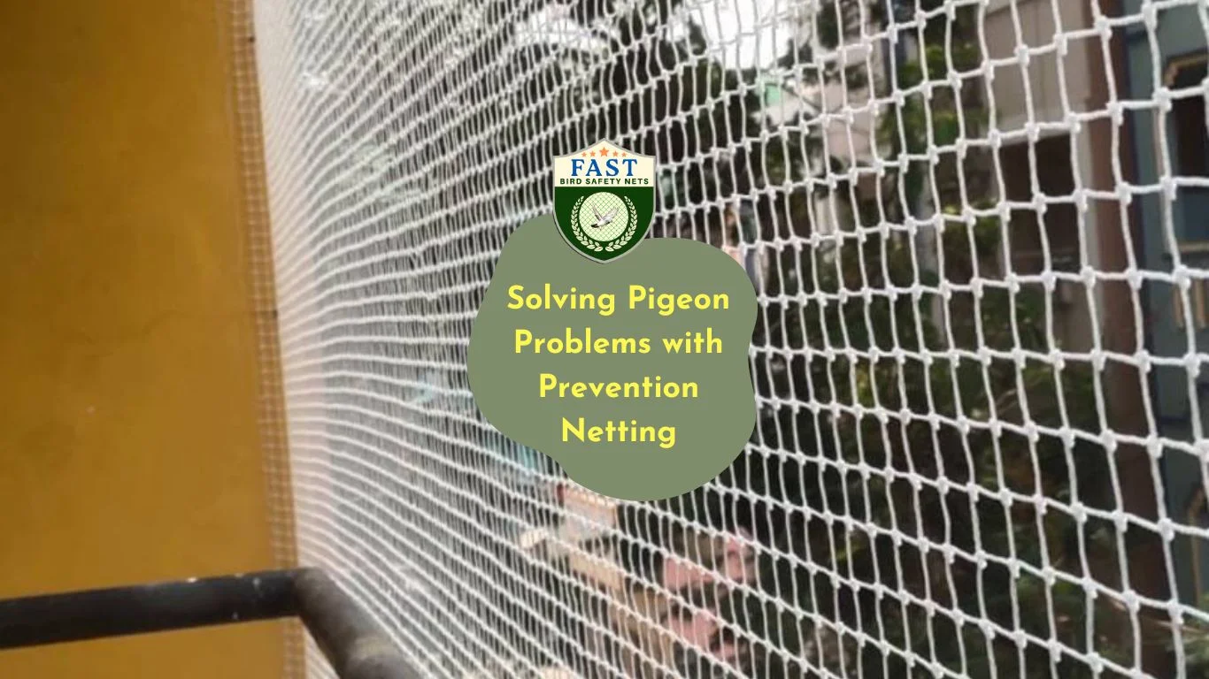 Solving Pigeon Problems with Prevention Netting - Fast Safety Nets ...