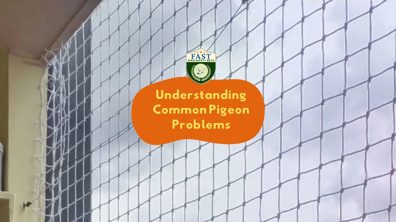 Understanding Common Pigeon Problems - Fast Safety Nets Hyderabad ...
