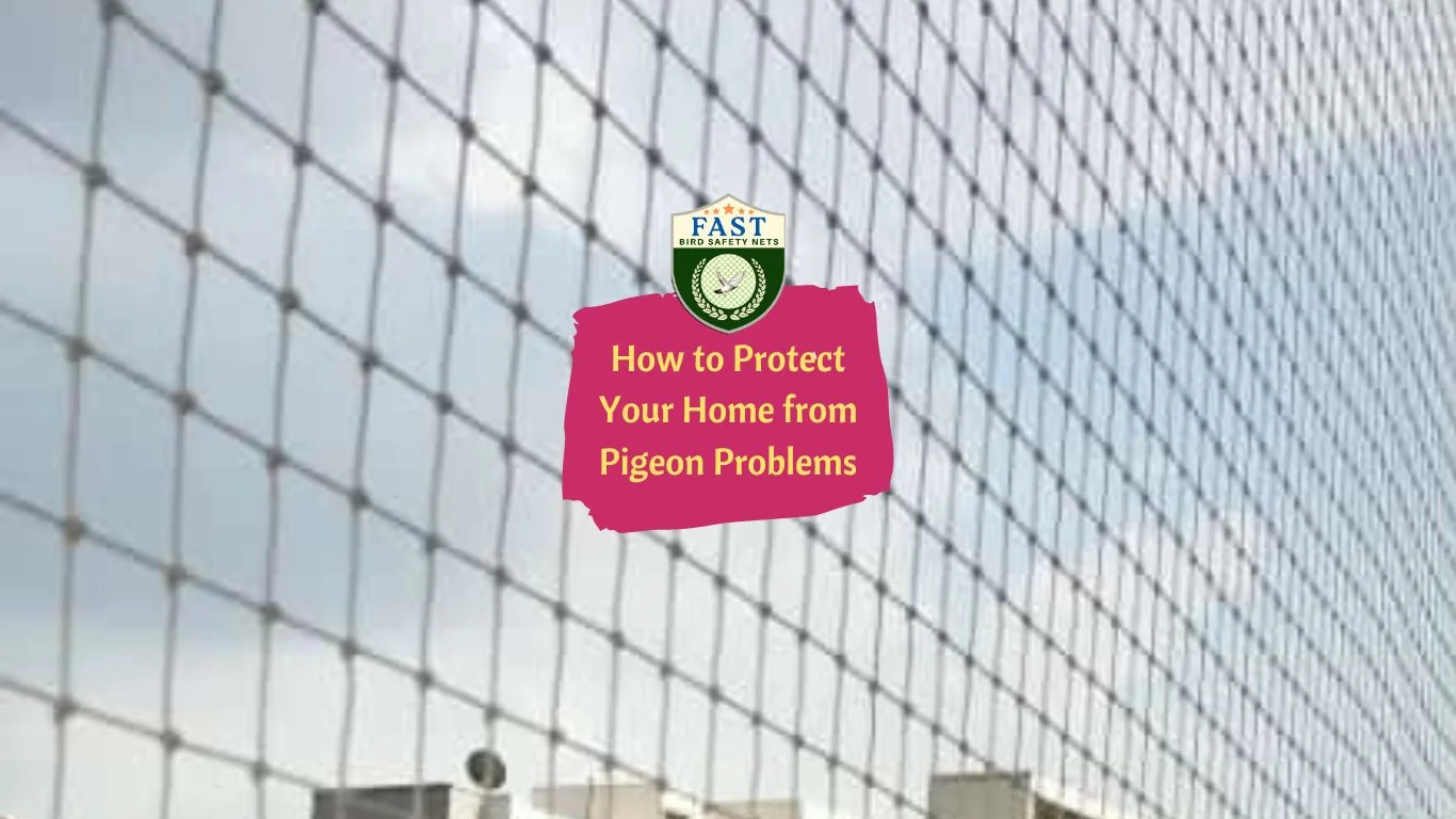 How to Protect Your Home from Pigeon Problems - Fast Safety Nets ...