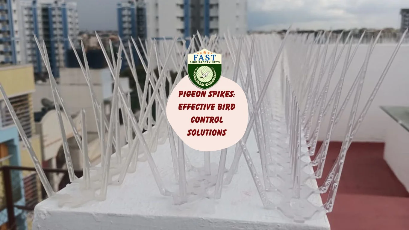 Pigeon Spikes: Effective Bird Control Solutions - Fast Safety Nets ...