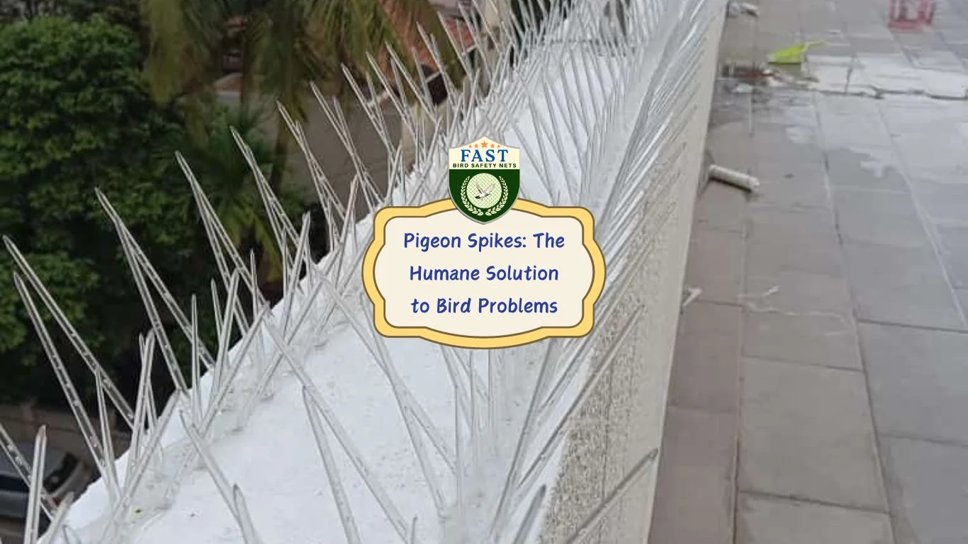 Pigeon Spikes: The Humane Solution to Bird Problems - Fast Safety Nets ...