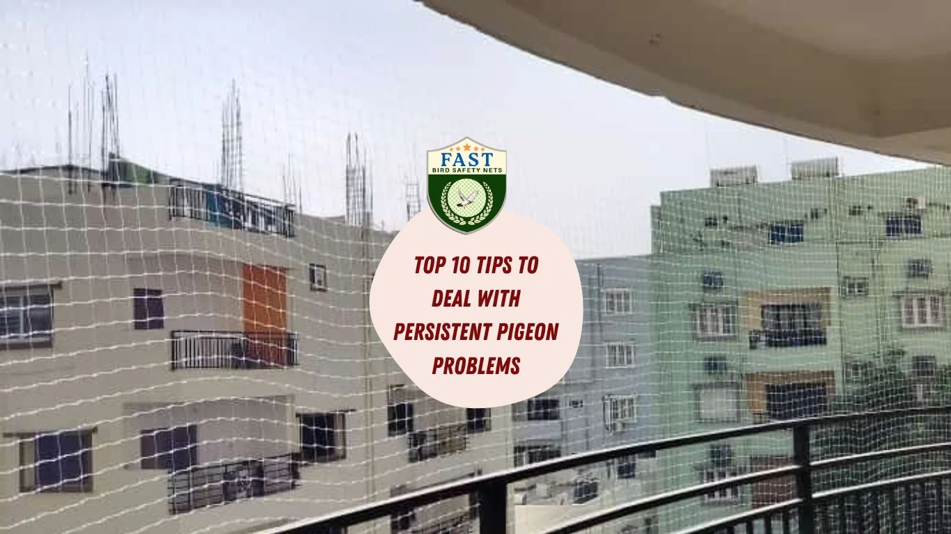 Top 10 Tips to Deal with Persistent Pigeon Problems - Fast Safety Nets ...